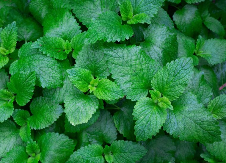 What Are The Health Benefits Of Growing Your Own Herbs - Twin Stripe