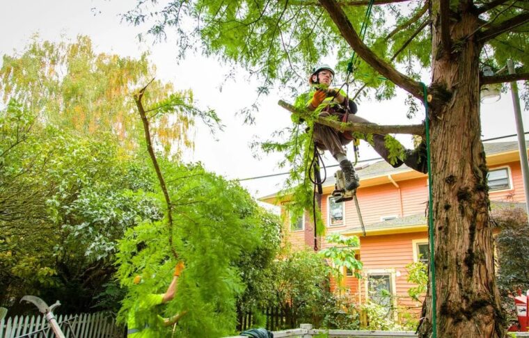 Building An Outdoor Kitchen? Here's How A Professional Arborist Can ...